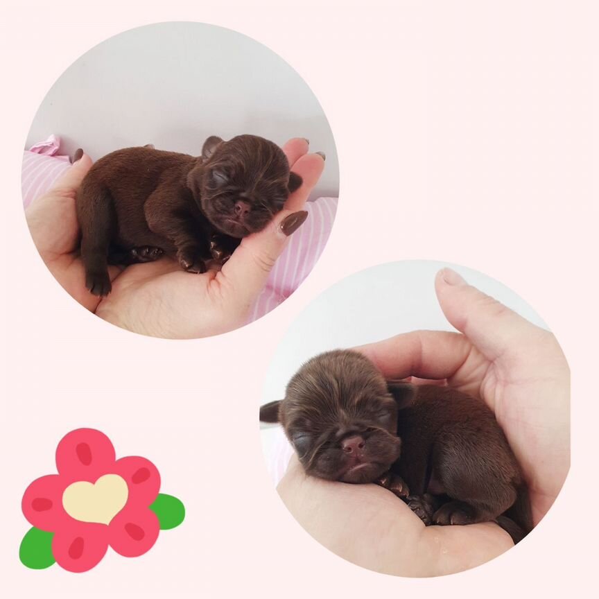 Щенки пти брабансона девочки