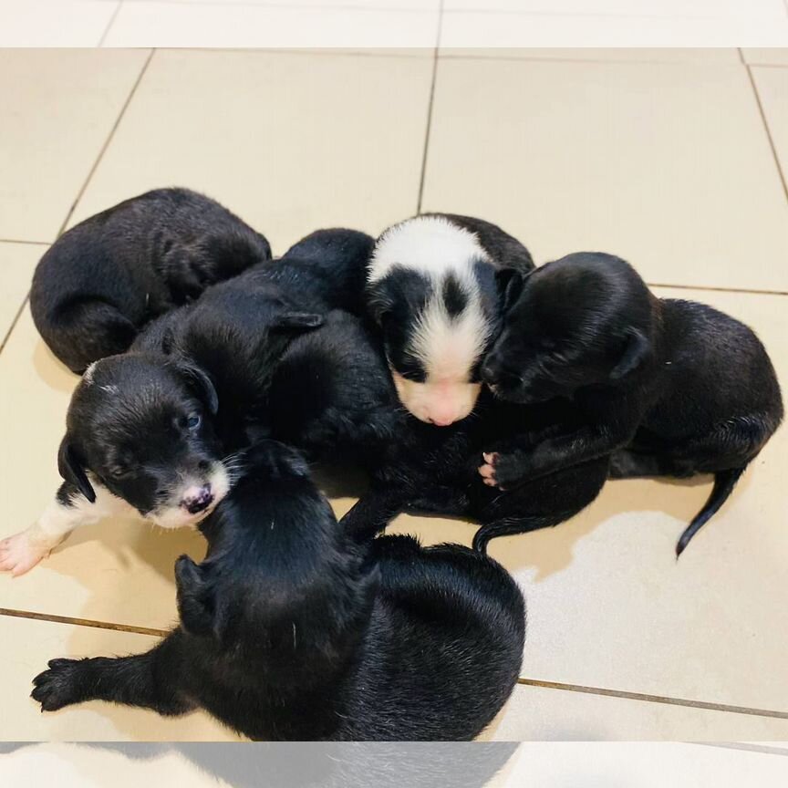 Далматин, щенок