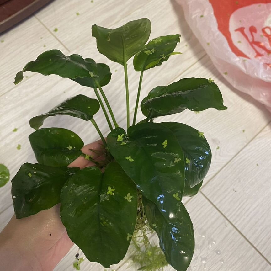 Аквариумные растения