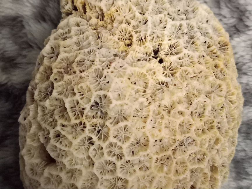 Морские кораллы