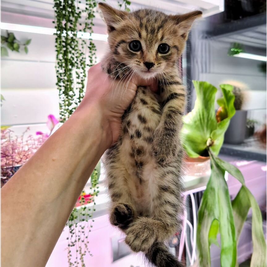 Котята любви в добрые руки