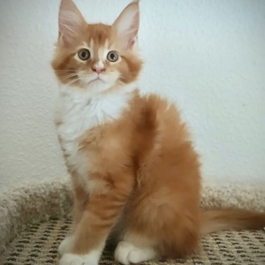 Котята мейн-кун девочка