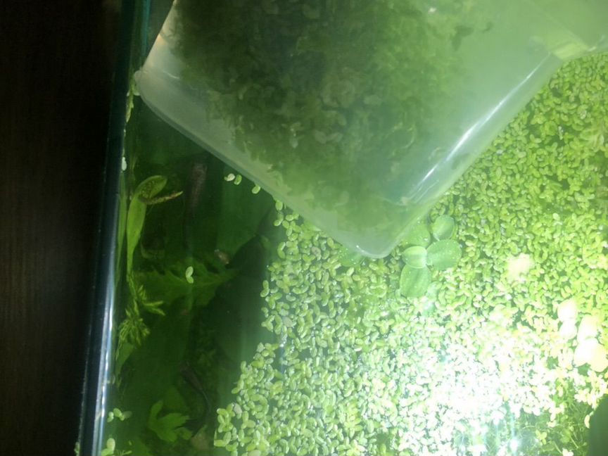 Ряска в аквариум
