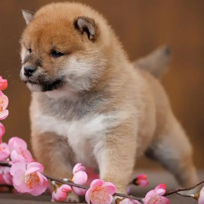 Сиба-ину, щенок