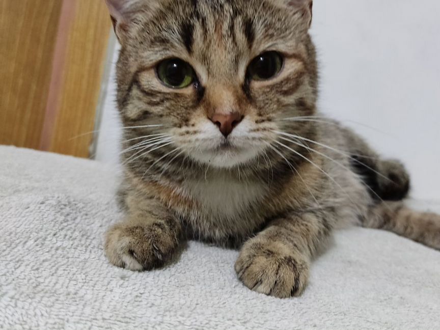 Ласковая кошечка ищет дом
