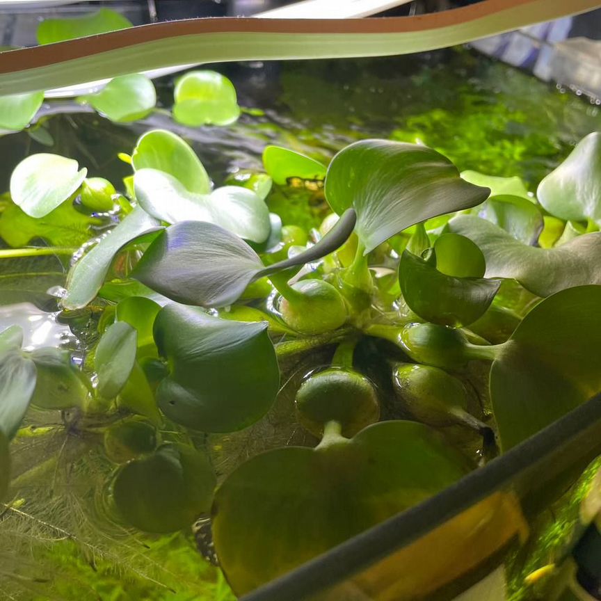 Аквариумное растение Эйхорния (водный гиацинт)