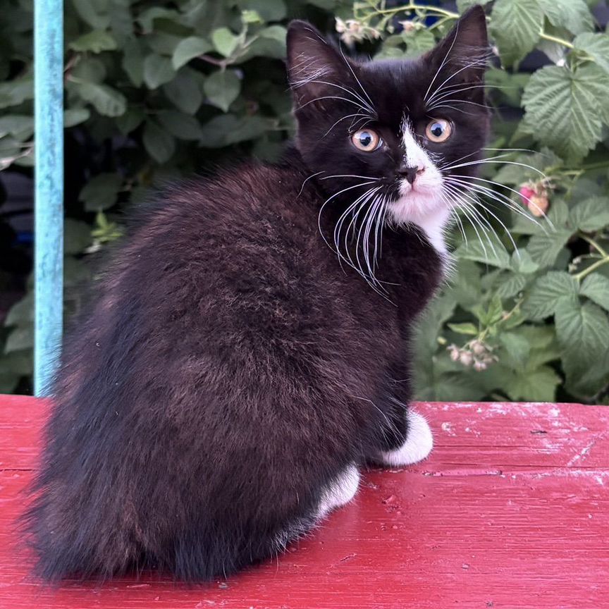 Котёнок в добрые руки