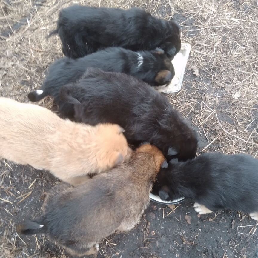 Щенок в добрые руки