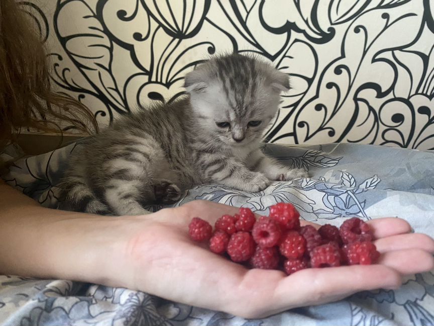 Шотландская