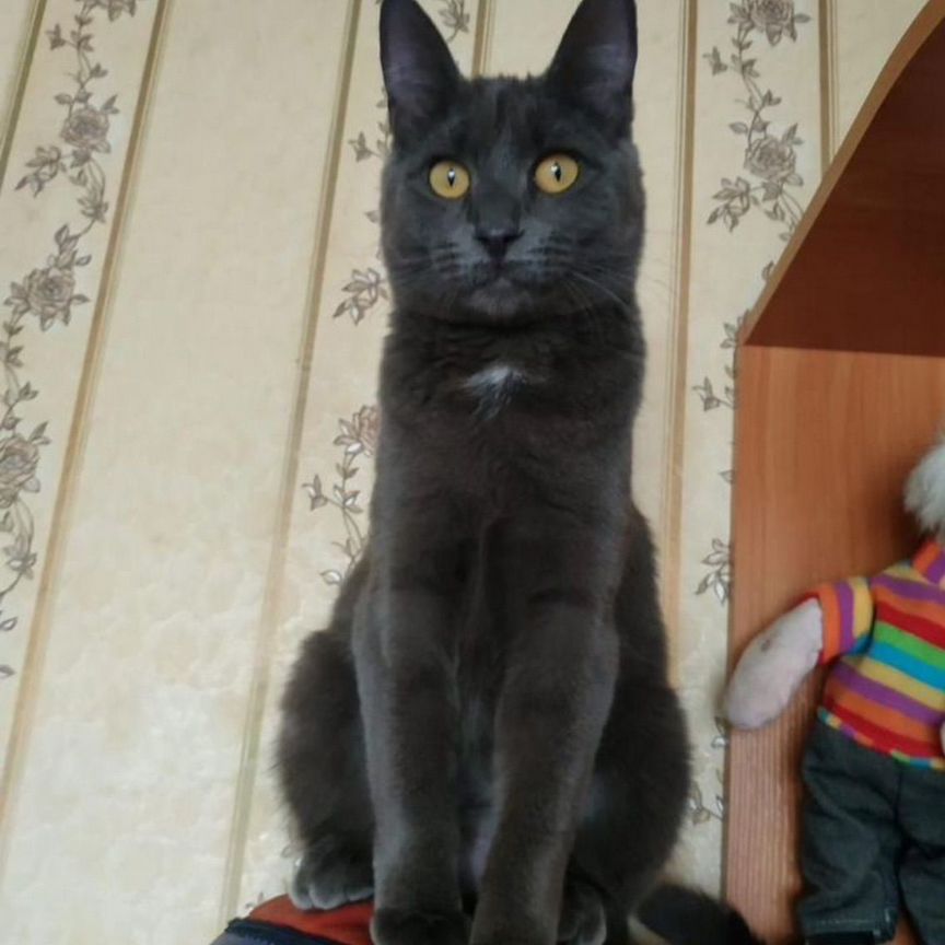 Отдам кошечку в добрые руки