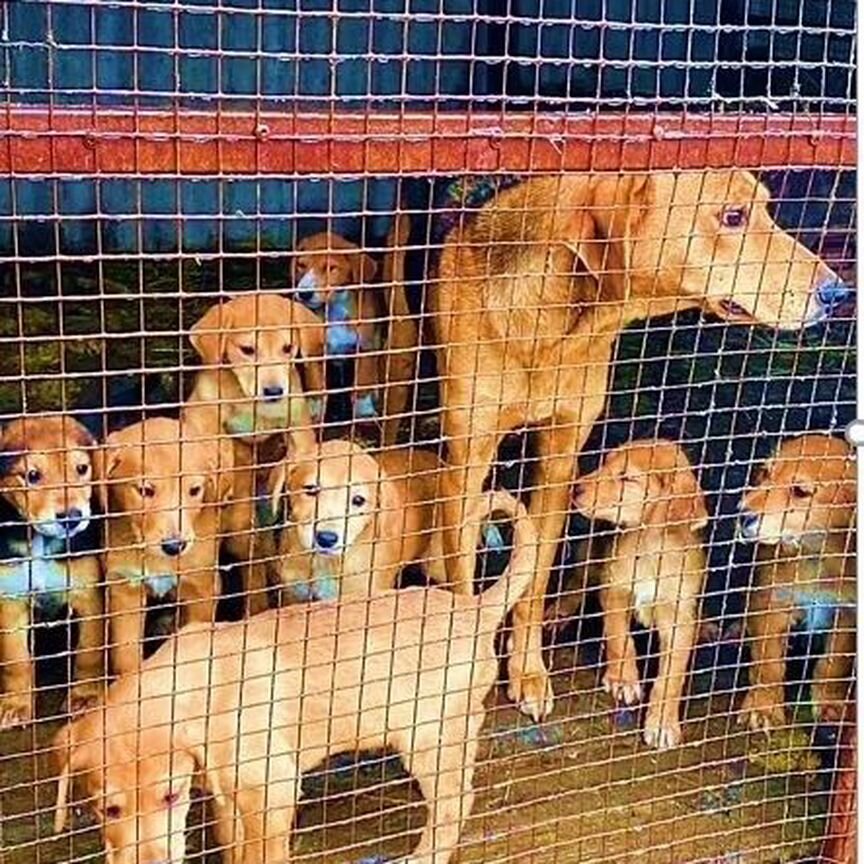 Полупородистые щенки