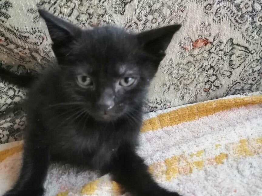 Котенок Черныш