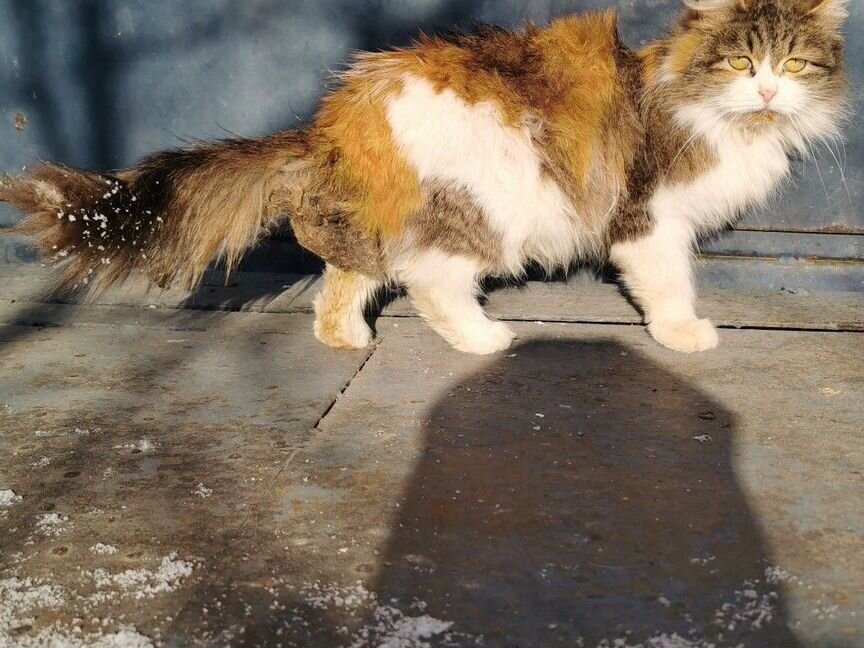 Кошечке бездомной нужно удалить колтун