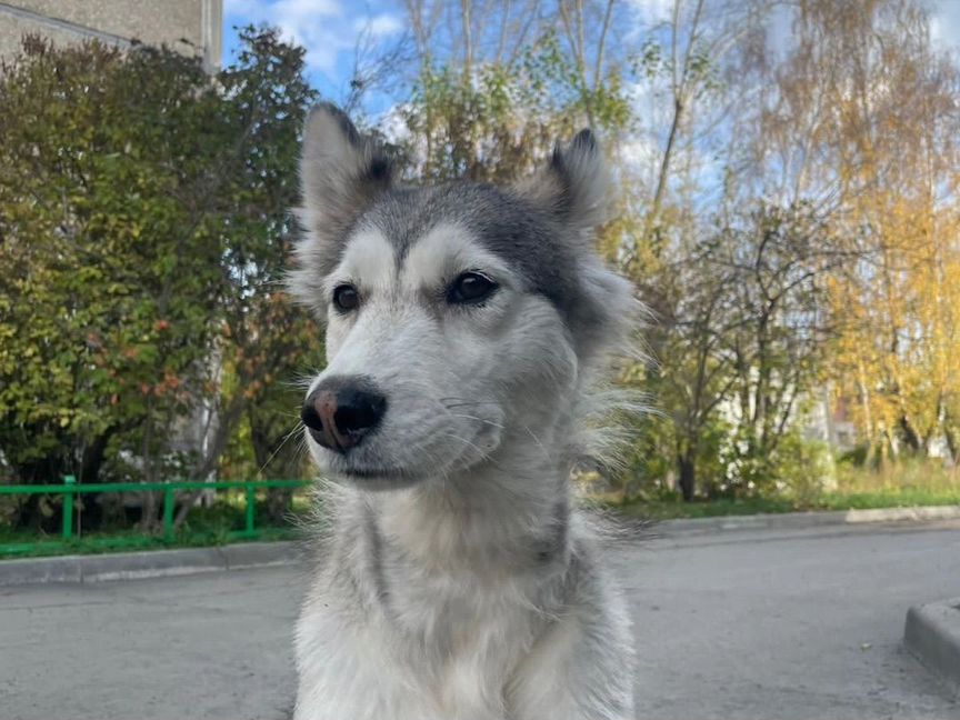 Метис хаски выпущена на улицу