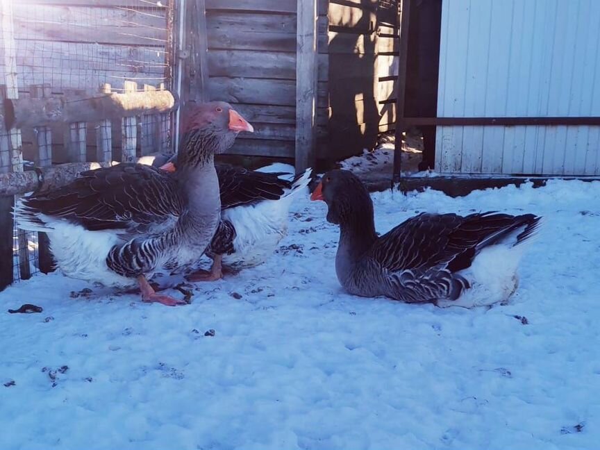 Тулузские, Тульские, инкубационное яйцо