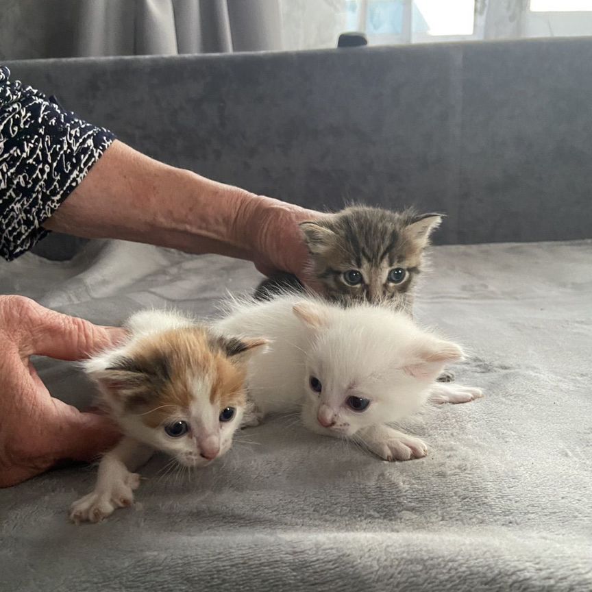 Котята в добрые руки бесплатно