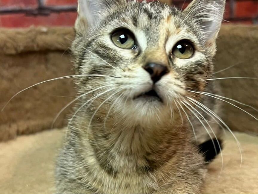 Ктенок девочка Полли 3 мес