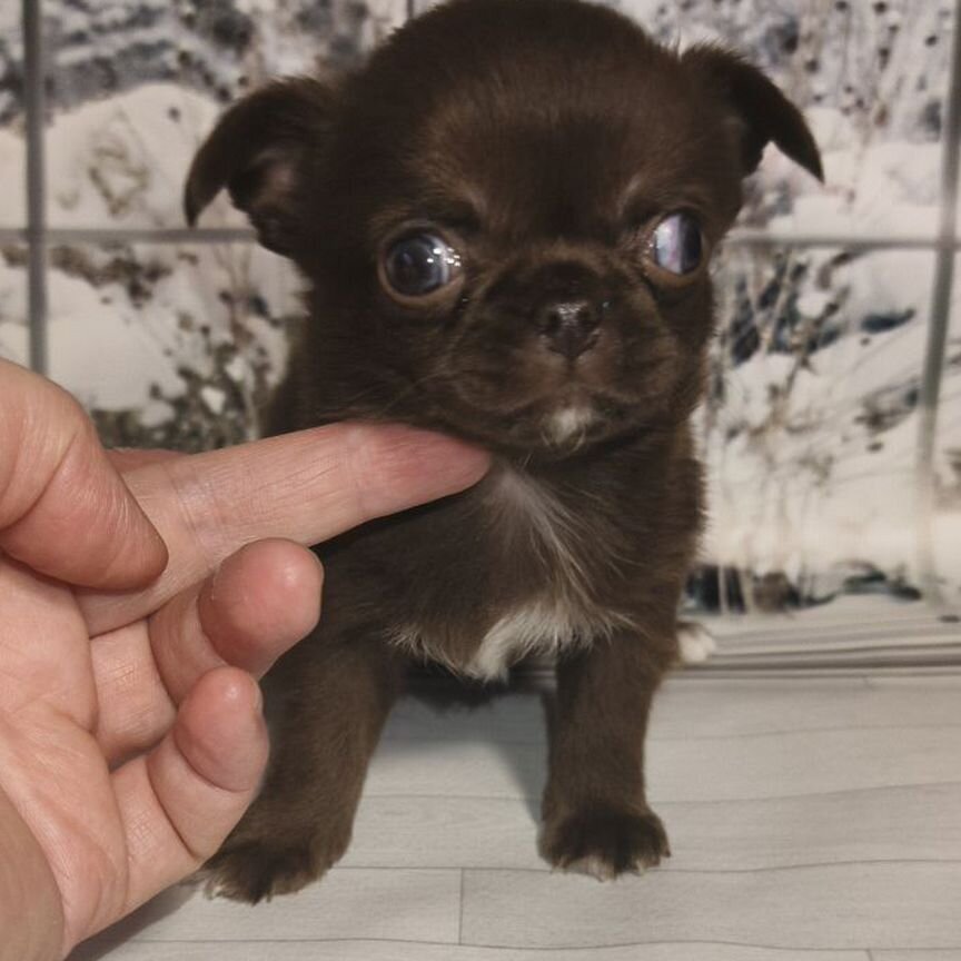 Щенок Чихуахуа