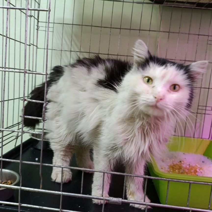 Кот в добрые руки