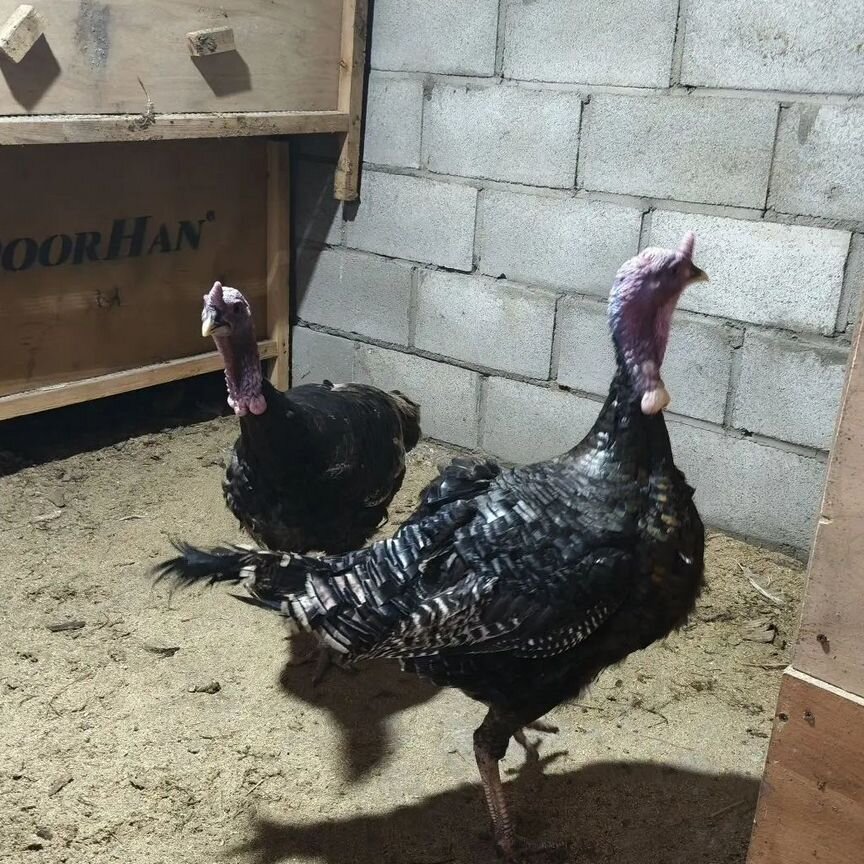 7мес. индюки