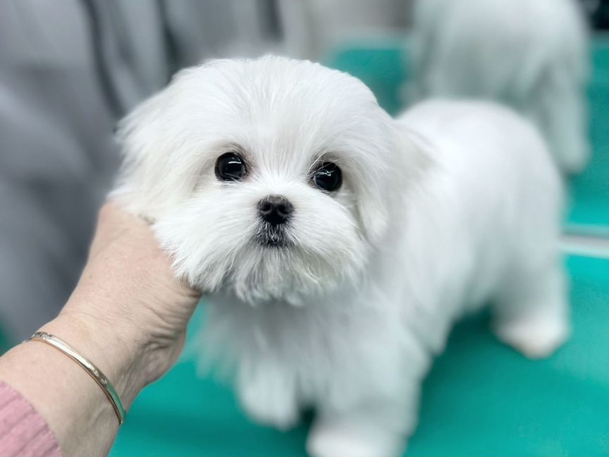 Кукольная лялечка мини мальтезе Корея