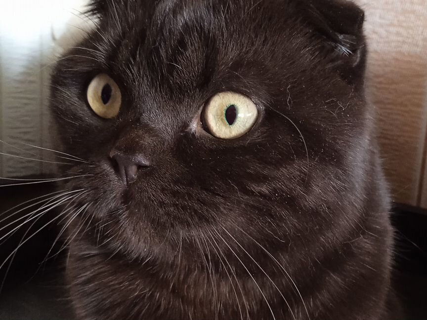 Шотландский кот Вязка