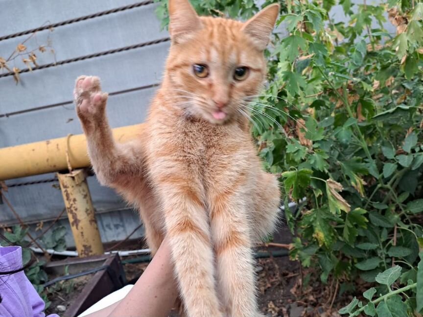 Приблудилась кошка, очень нужен дом
