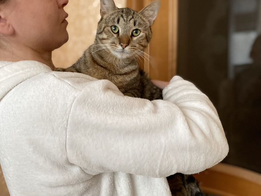 Кот Фима