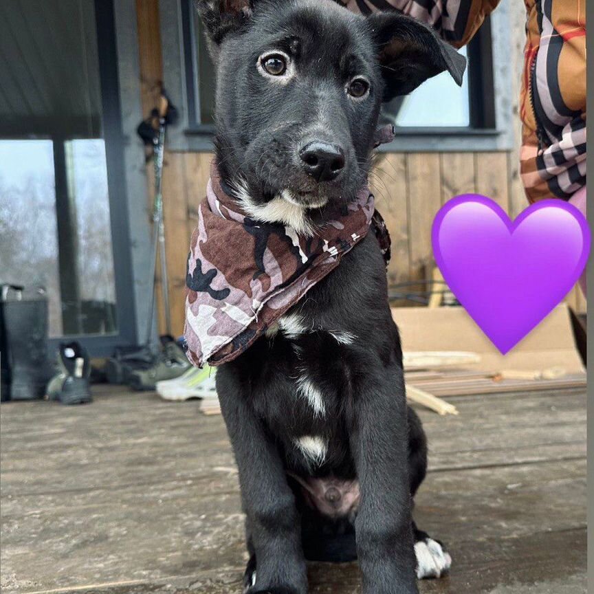 Щенок на счастье