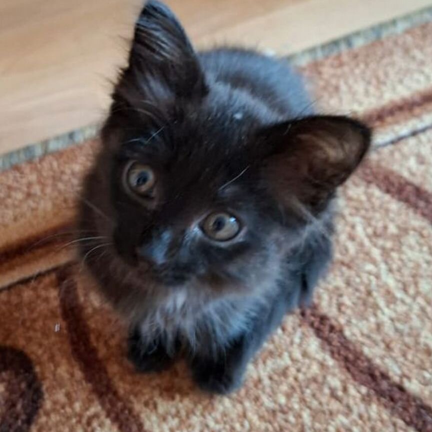 Котенок