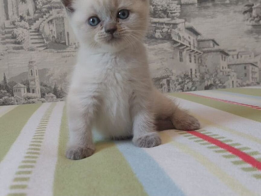 Шотландская прямоухая кошка