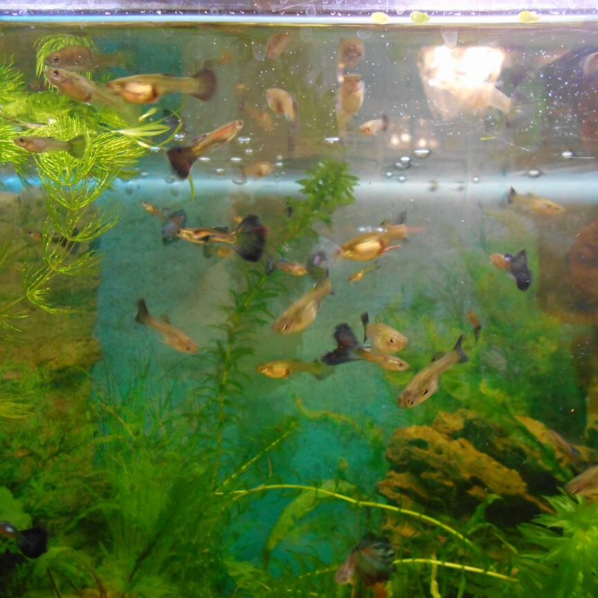 Продам гупии