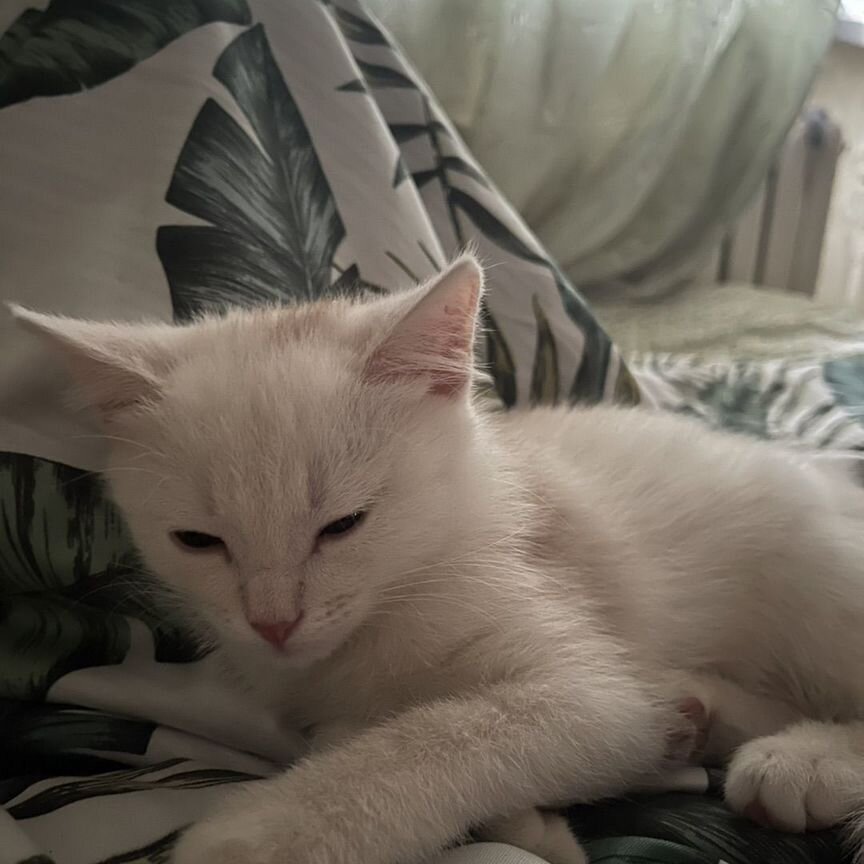 Отдам малыша в заботливые руки