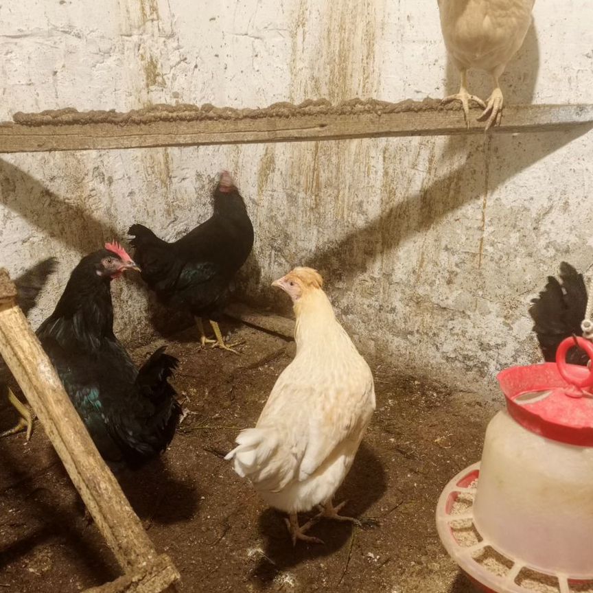 Продам кур