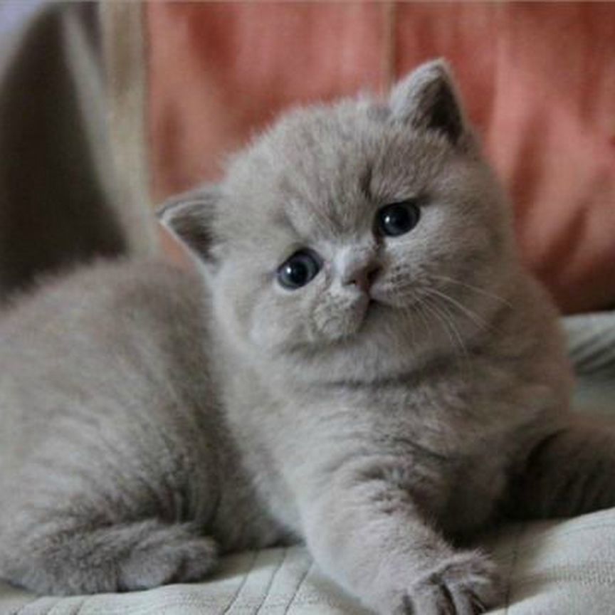 Британские котята лилового окраса