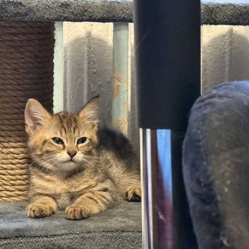 Котёнок чаузи