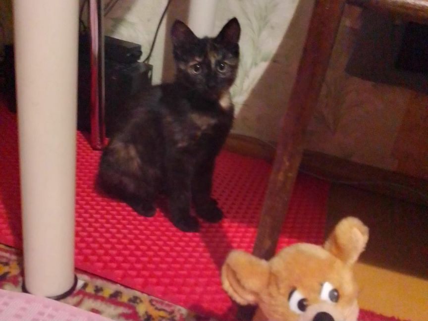 Черепашковый котёнок