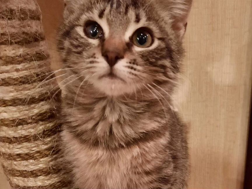 Красивая кошечка 4 мес