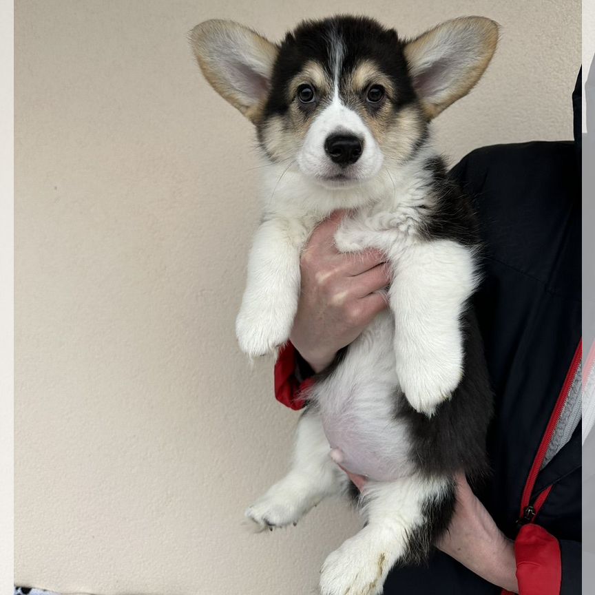 Щенки вельш-корги пемброк