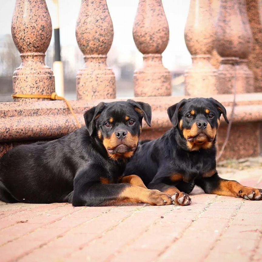 Ротвейлер,5 мес