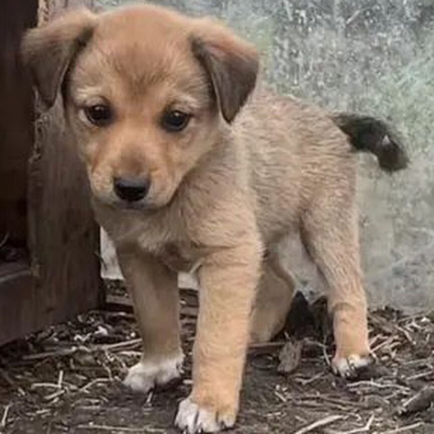 Щенок в добрые руки