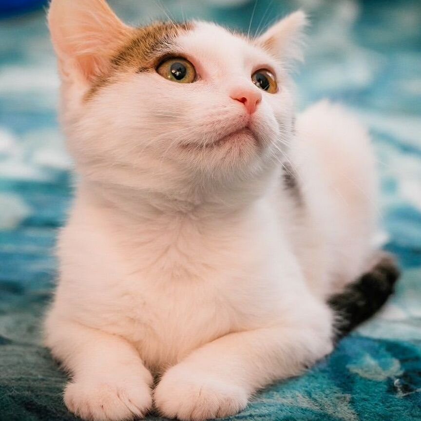 Маленькая Ладушка ищет дом. Котенок в дар