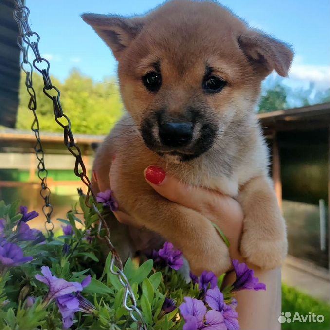 Девочка сиба ину Чика Эмико