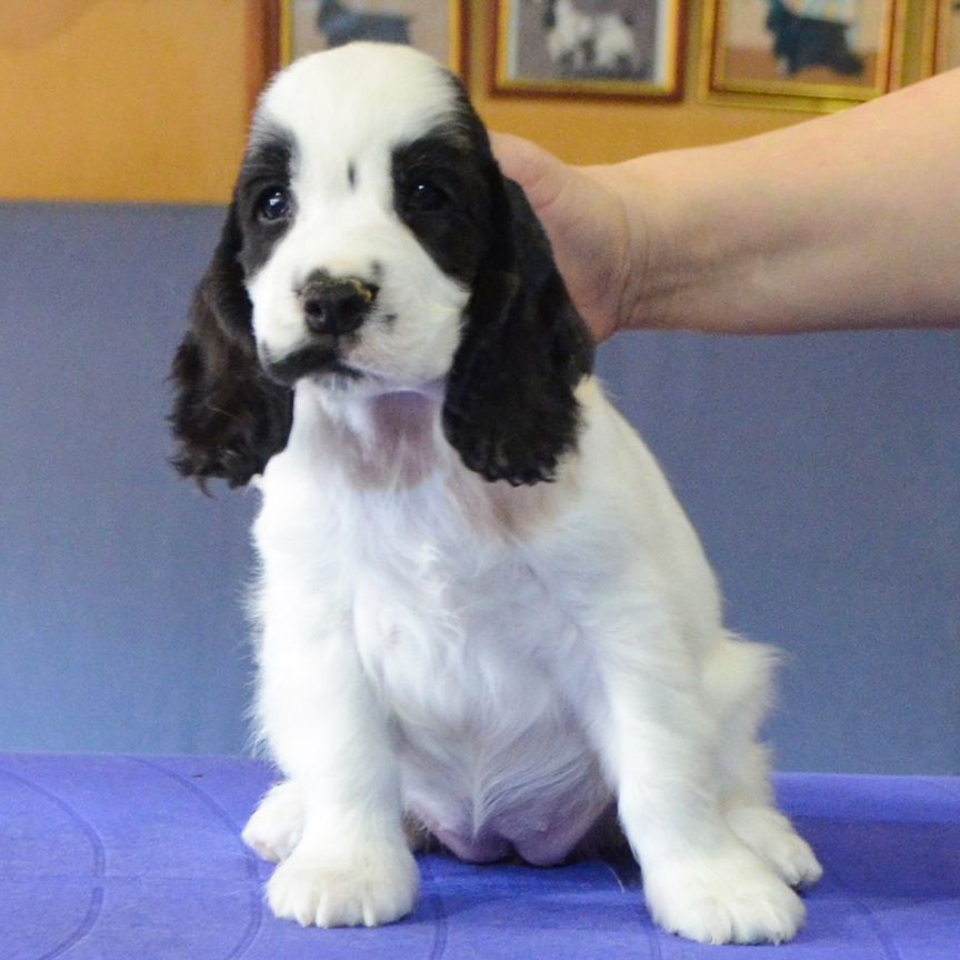 Английский кокер-спаниель, щенок