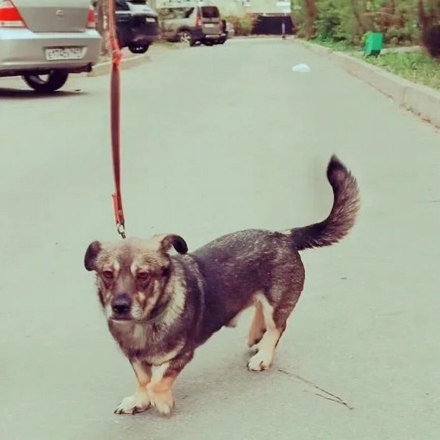 Взрослый пёс в добрые руки