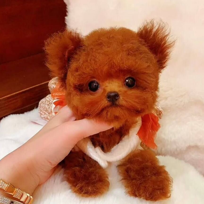 Мальтипу, щенок