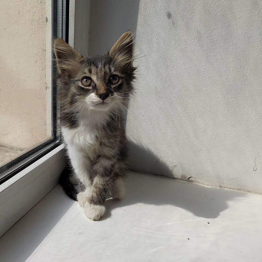 Котенок (в очень добрые руки)