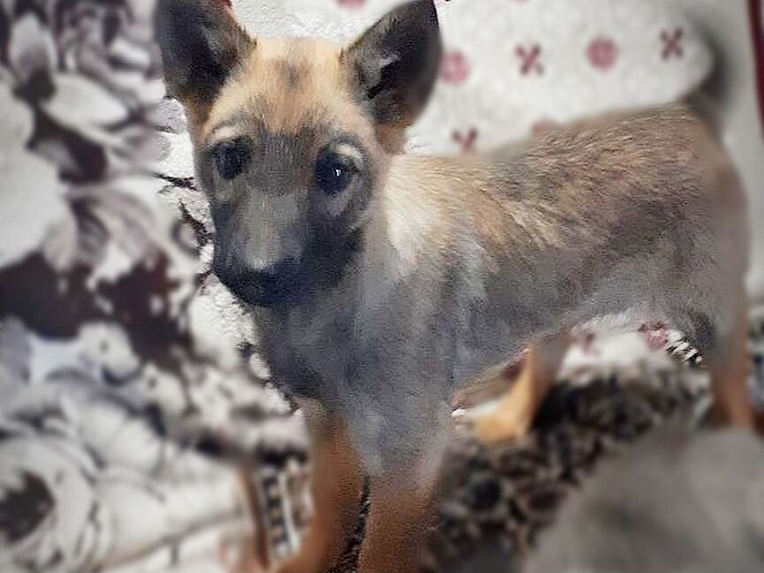 Щенок ищет дом