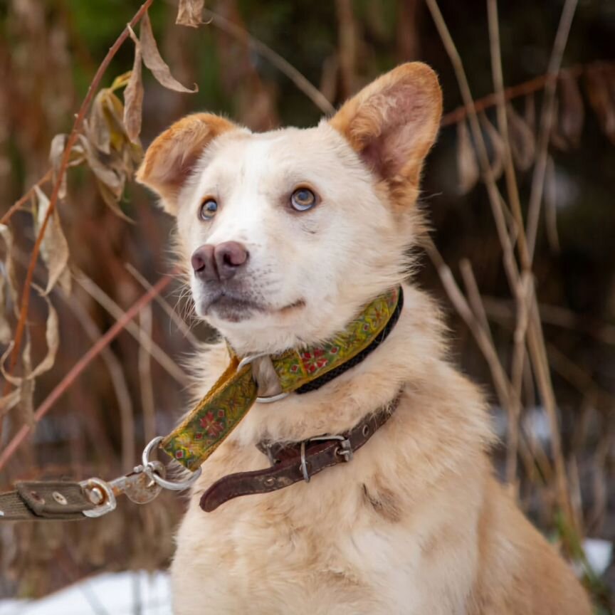 Рыжий щенок в добрые руки