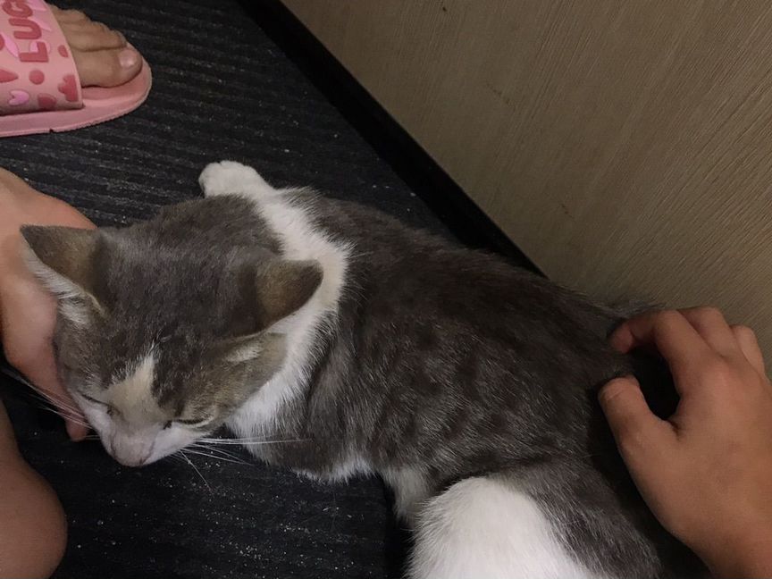 Котк в добрые руки